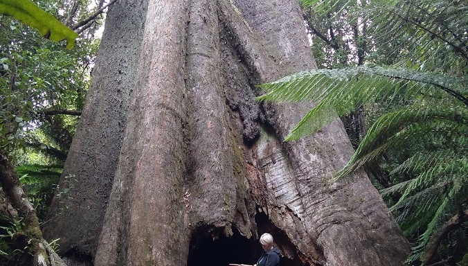 Dales of Derby | Visit the widest living tree in Australia